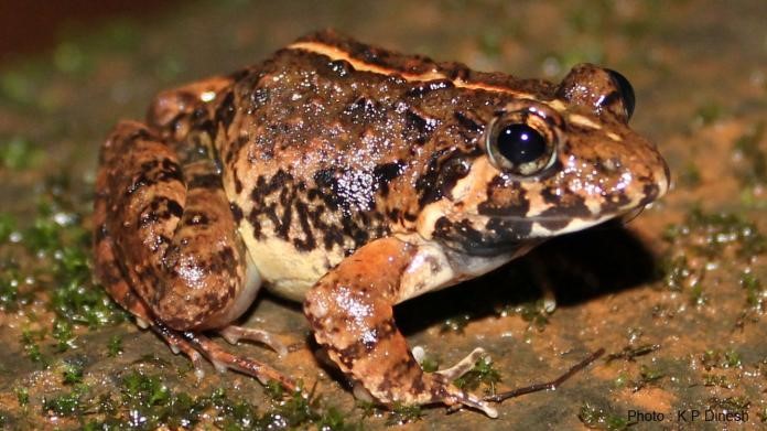 Sphaerotheca Bengaluru, the new species of burrowing frog.