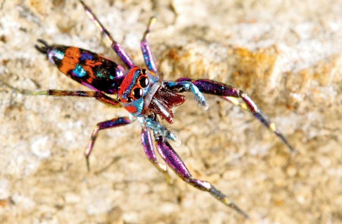 Chrysilla volupe spiders