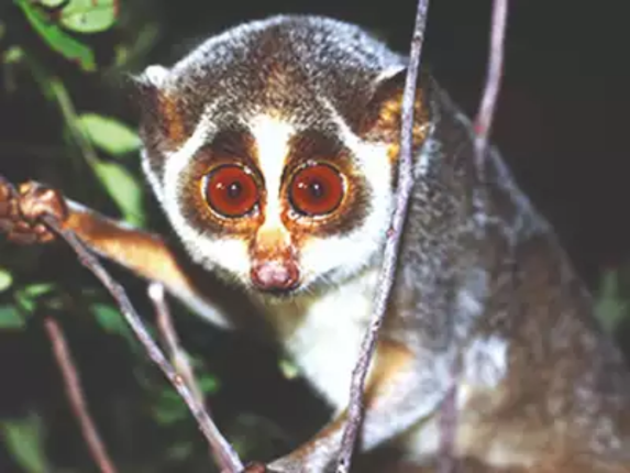Slender loris