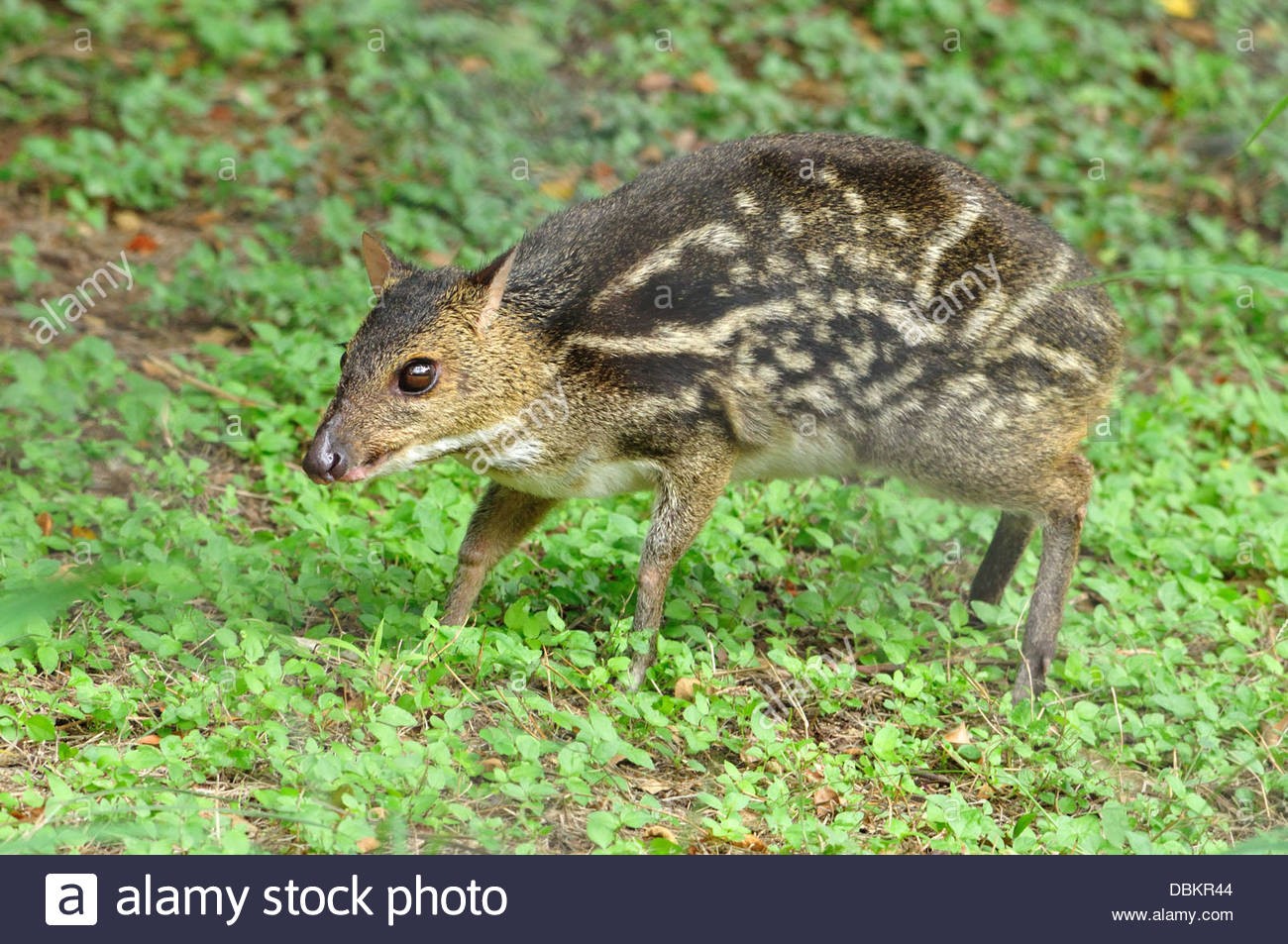 Indian Mouse Deer