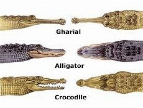All Alligator Species