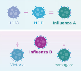 BIRD FLU UPSC, SWINE FLU UPSC, INFLUENZA UPSC, FLU VIRUS UPSC, TYPES OF ...