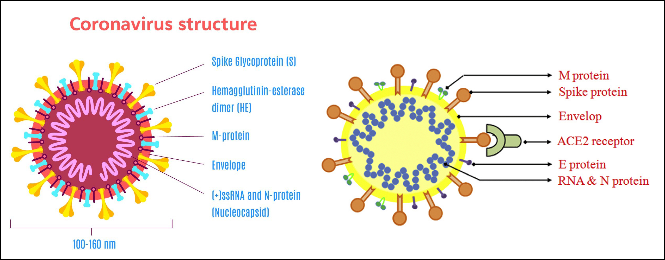 ALL YOU NEED TO KNOW ABOUT VIRUSES