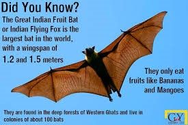 Indian Fruit Bat Indian Flying Fox Also Known As The Greater Indian