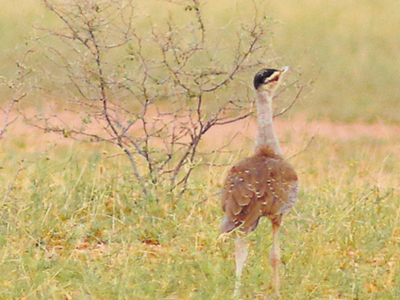 Great Indian Bustard