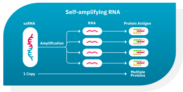 Self-Amplifying mRNA Vaccine