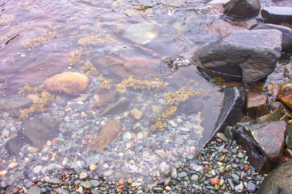 tide-pooling
