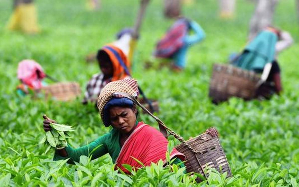 TEA INDUSTRY IN INDIA