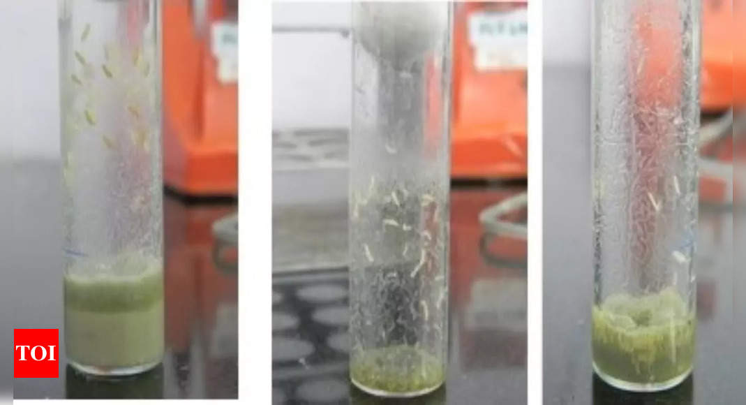 CHRONIC LARVAL CROWDING