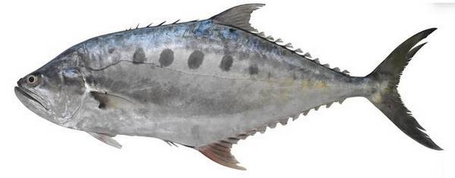 Scomberoides Pelagicus - New Fish In India | IAS Gyan