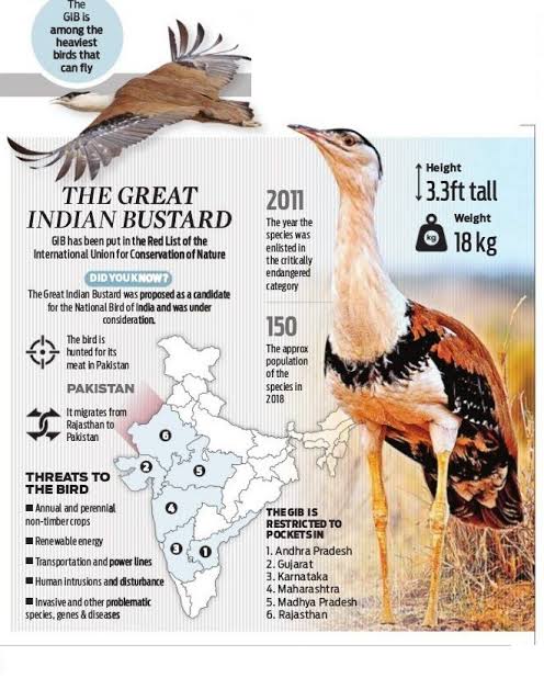 Great Indian Bustard (GIB)
