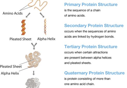 AlphaFold | IAS GYAN