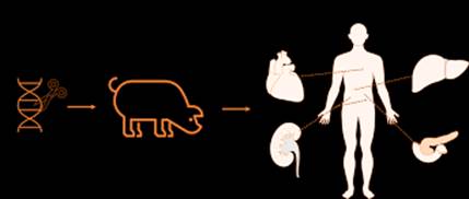 XENOTRANSPLANTATION - IAS Gyan