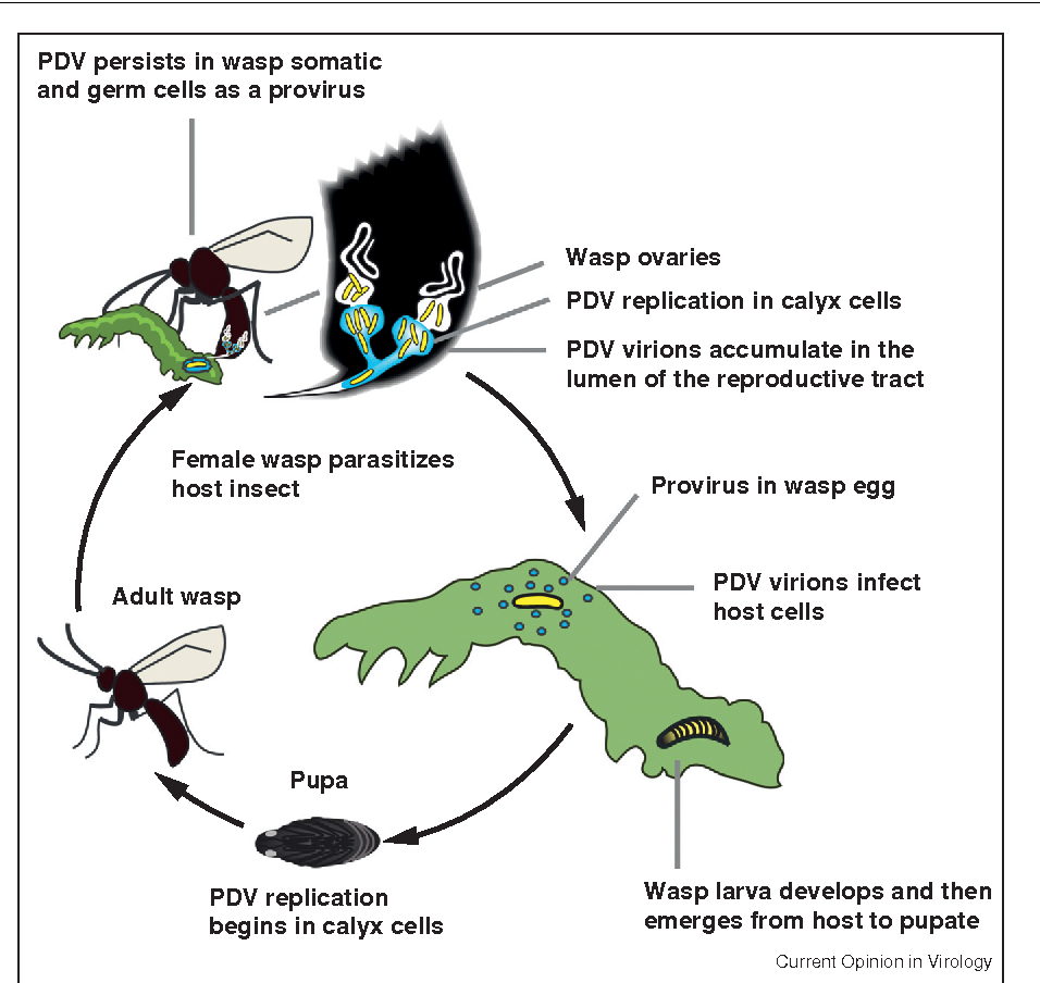 Parasitic Wasp Life Cycle