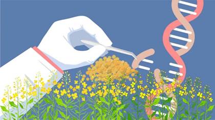 DMH (Dhara Mustard Hybrid)-11 | IAS GYAN