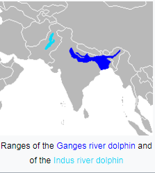 National Dolphin Day