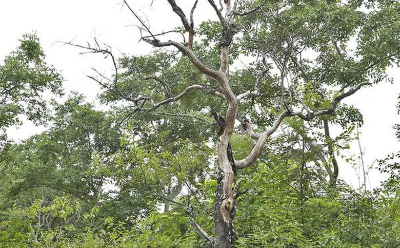 SANDALWOOD SPIKE DISEASE (SSD) | IAS GYAN