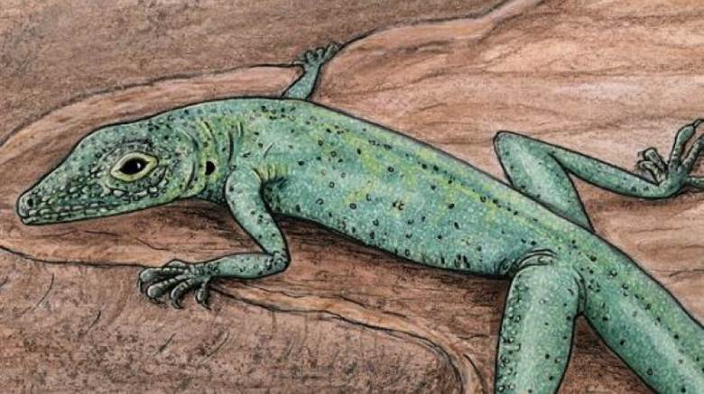 BELLAIRSIA GRACILIS | IAS GYAN