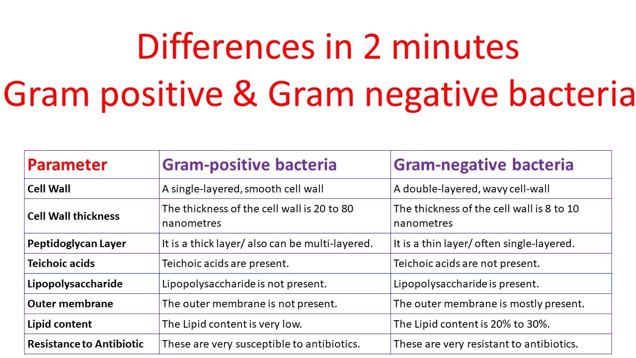 Gram Negative And Gram Positive Bacteria