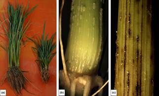 Southern Rice Black-Streaked Dwarf Virus (SRBSDV) | IAS GYAN