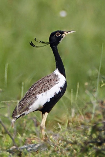 Lesser florican - IAS Gyan