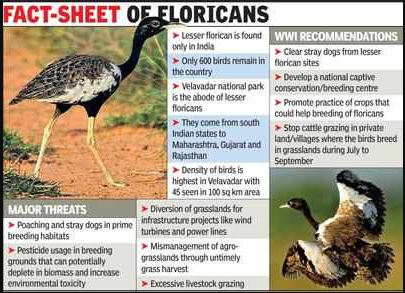 Lesser florican - IAS Gyan