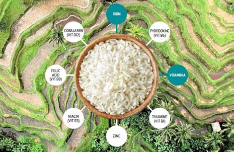 FORTIFIED RICE | IAS GYAN