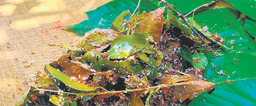 ANT CHUTNEY | IAS GYAN