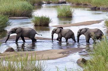 KOUNDINYA WILDLIFE SANCTUARY | IAS GYAN