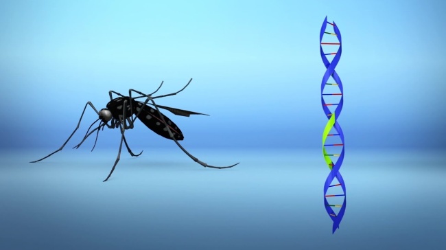 GENETICALLY ENGINEERED MOSQUITOES