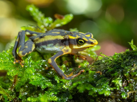 ATELOPUS | IAS GYAN