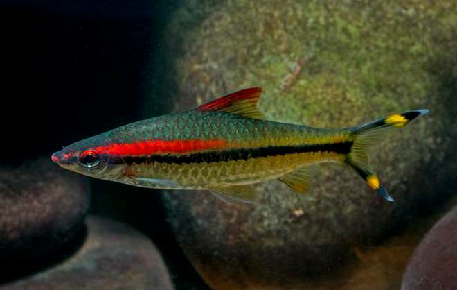 Denison barb (Miss Kerala) - IAS Gyan