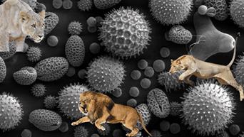 MICROBIAL PREDATOR | IAS GYAN