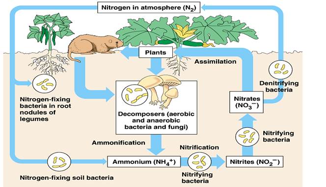Rhizobium Nitrogen Fixation