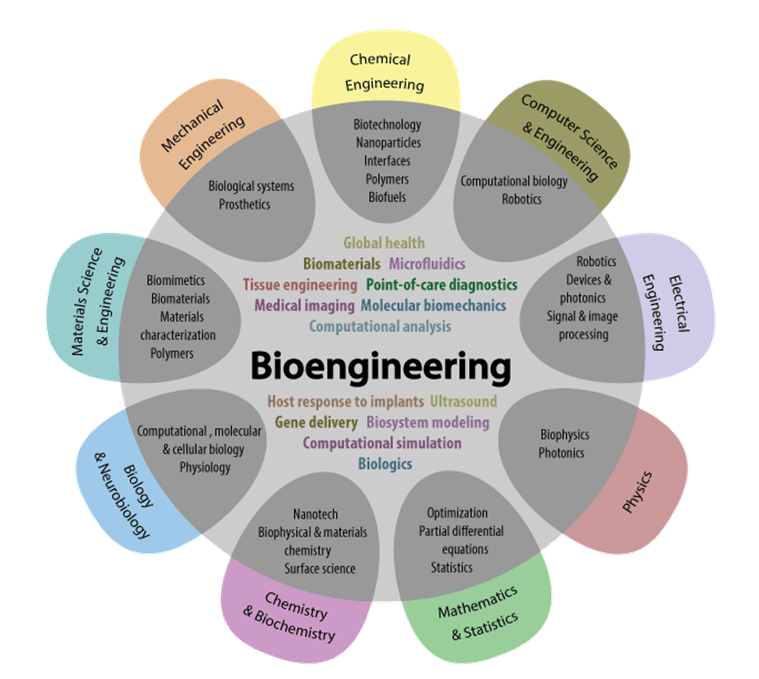 BIOENGINEERED CORNEA | IAS GYAN