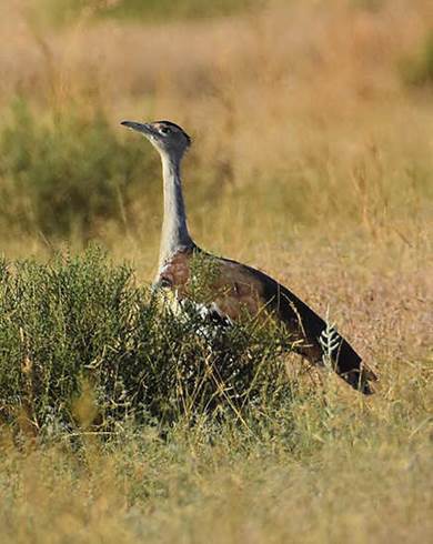 GREAT INDIAN BUSTARD | IAS GYAN