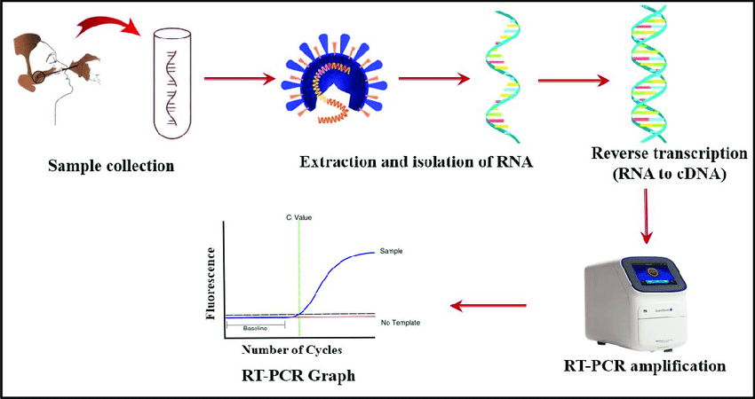 RT PCR | IAS GYAN