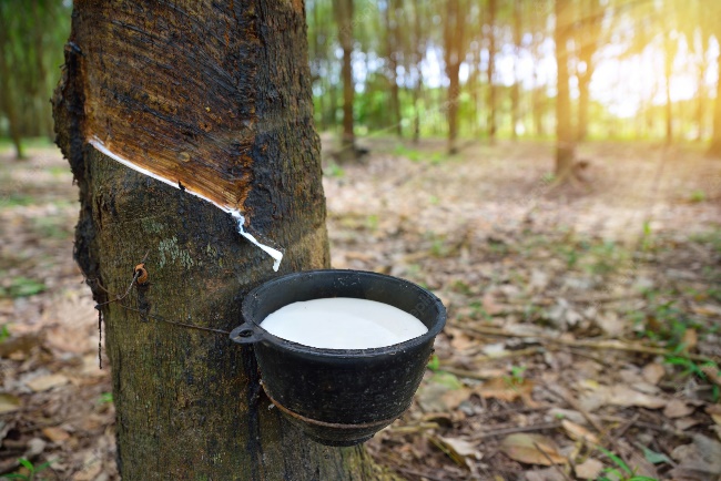 NATURAL RUBBER | IAS GYAN