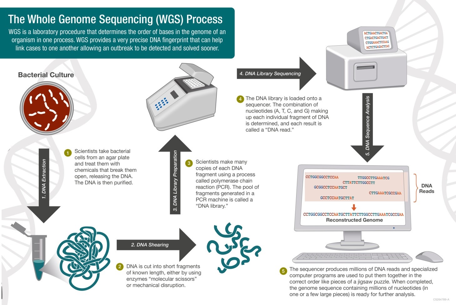 Human Genome Sequence Project