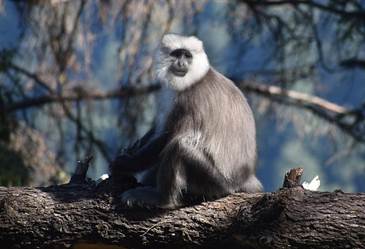 HIMALAYAN GRAY LANGUR | IAS GYAN