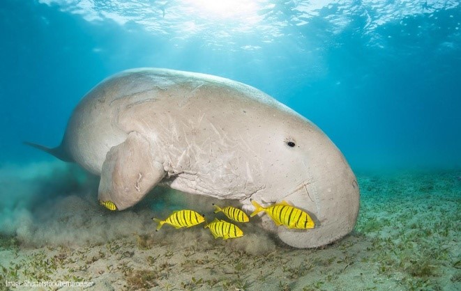 Dugong conservation reserve