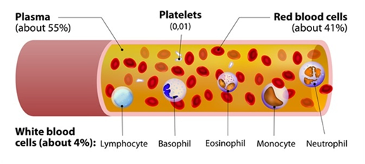 COMPONENTS OF BLOOD IN BRIEF UPSC - IAS Gyan