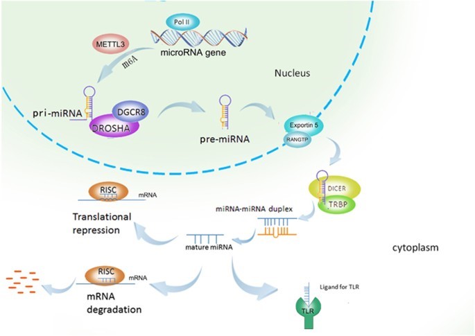 microRNA crucial for fighting RNA UPSC.