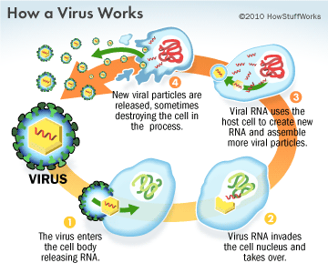 ALL YOU NEED TO KNOW ABOUT VIRUSES